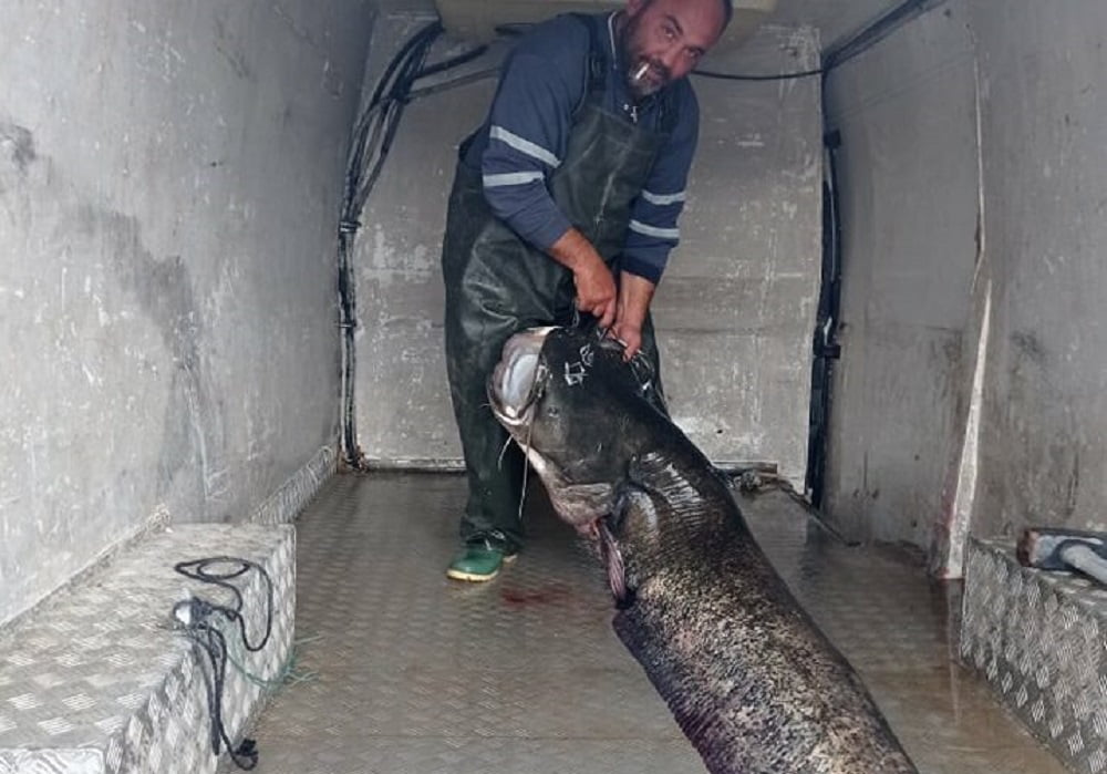 Κοζάνη: Έπιασε γουλιανό… 123 κιλών στη λίμνη Πολυφύτου! (φωτο)