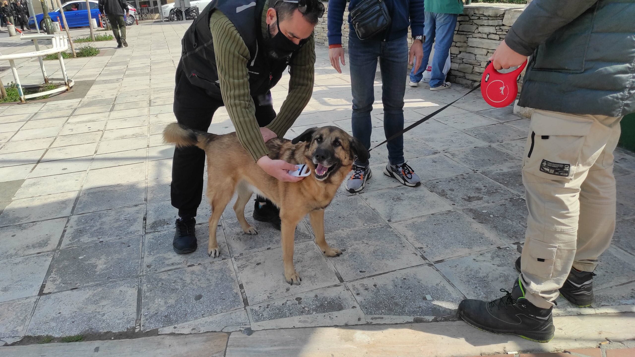 Θεσσαλονίκη: "Βροχή" τα πρόστιμα σε κηδεμόνες ζώων - Τα έβγαλαν βόλτα ...