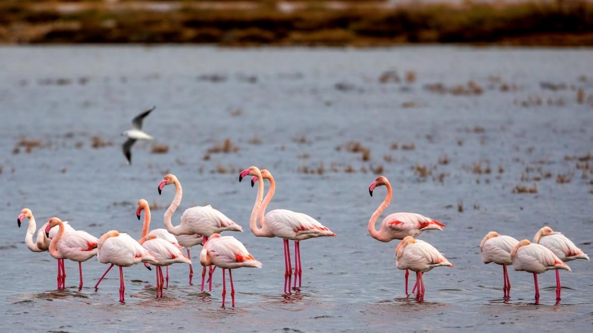 Flamingo View Suites στη Χαλκιδική: Ένας επίγειος παράδεισος δίπλα στη ...