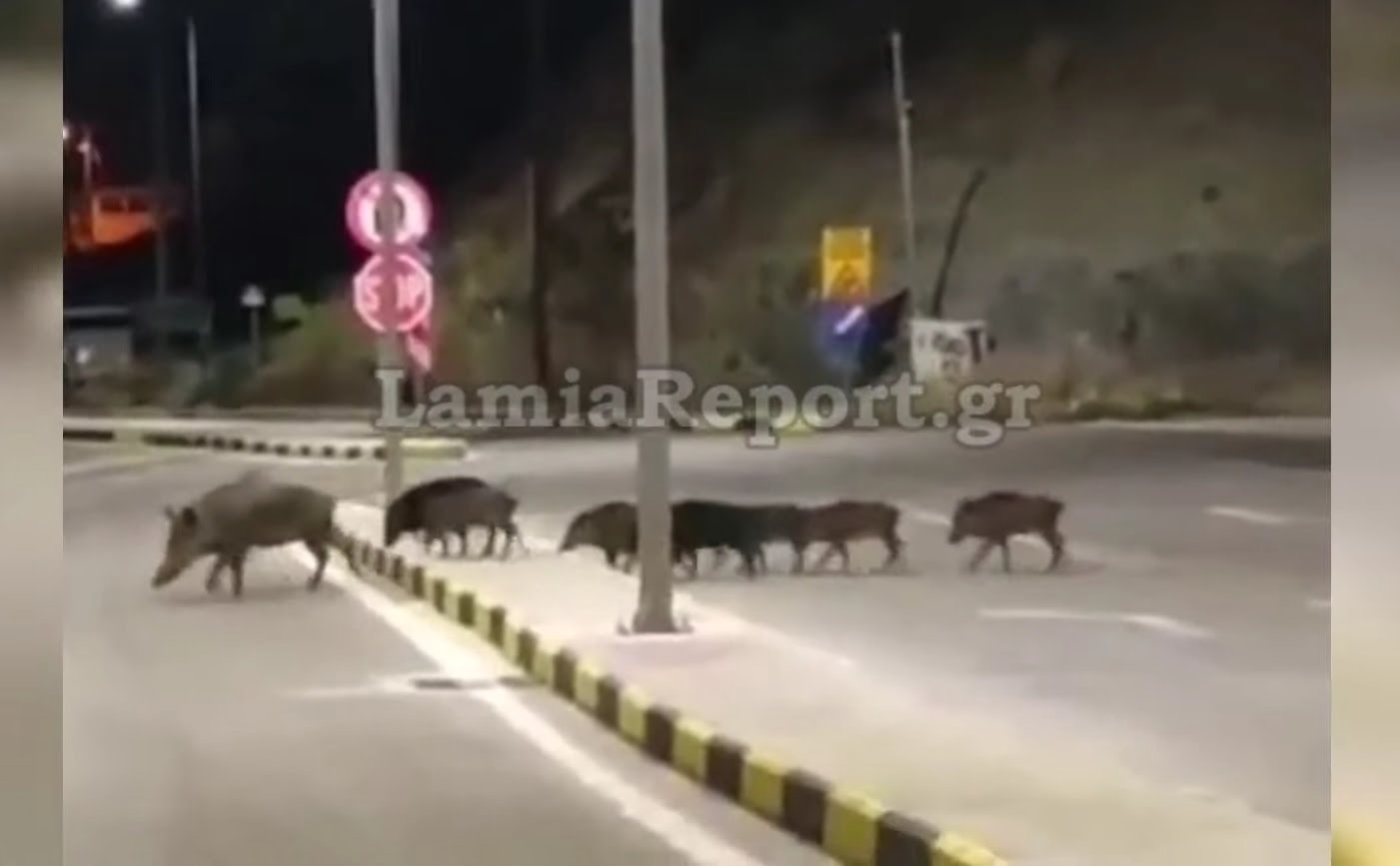 Οικογένεια... 14 αγριογούρουνων κάνει βόλτα στους δρόμους της Λαμίας ...