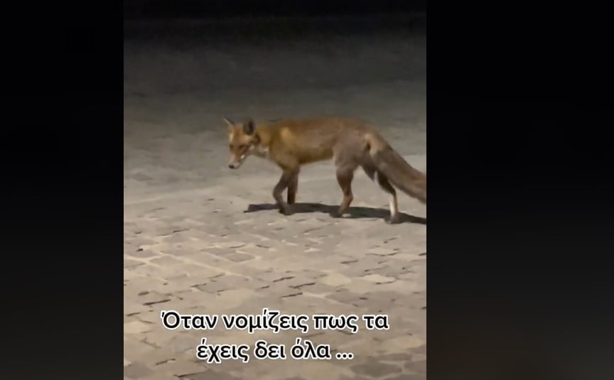 Αλεπού βγήκε βόλτα στην Ακρόπολη! – Δείτε βίντεο – Thestival