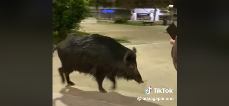 Βίντεο: Αγριογούρουνο περπατά αμέριμνο σε πάρκο της Θεσσαλονίκης!