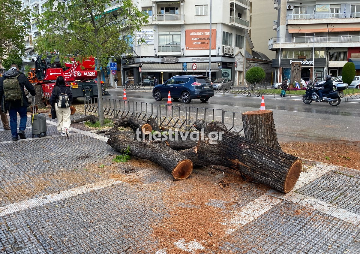 Θεσσαλονίκη: Άρχισαν οι κοπές των άρρωστων δέντρων και στην οδό ...