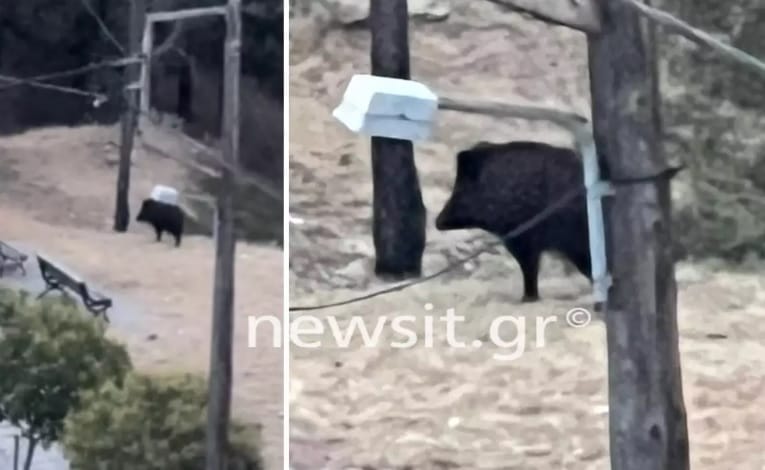 Θεσσαλονίκη: Αγριογούρουνο έκοβε βόλτες στο δρόμο – Thestival