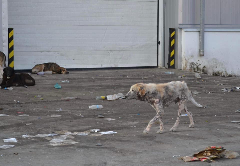 Εικόνες - σοκ: Πάνω από 500 σκυλιά ζουν σε άθλιες συνθήκες σε χωματερή ...