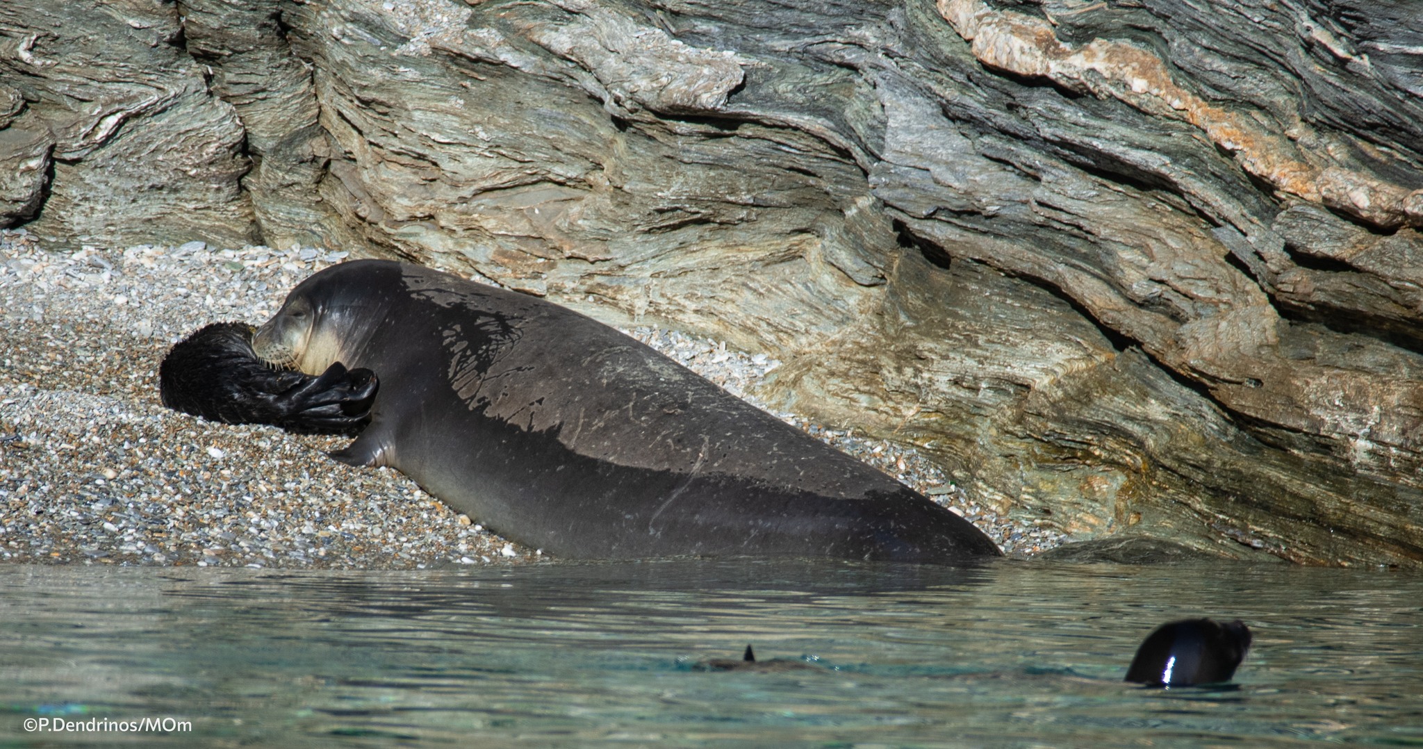 Μεσογειακή φώκια: 17 νεογέννητα φωκάκια για την αναπαραγωγική περίοδο ...